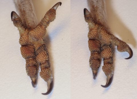 General Owl Morphology - Zoological Museum Netherlands