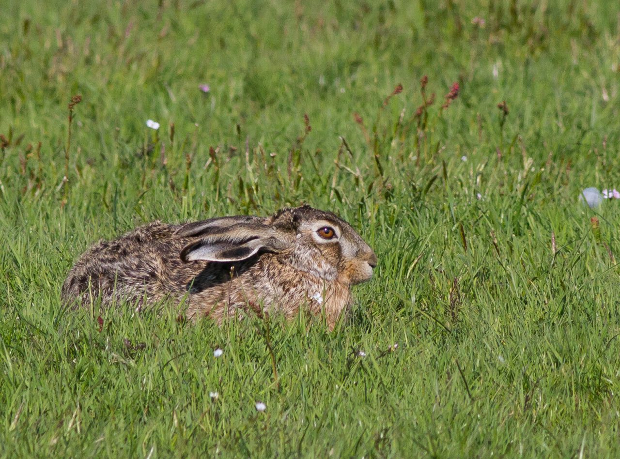 European hare - Zoological Museum Netherlands