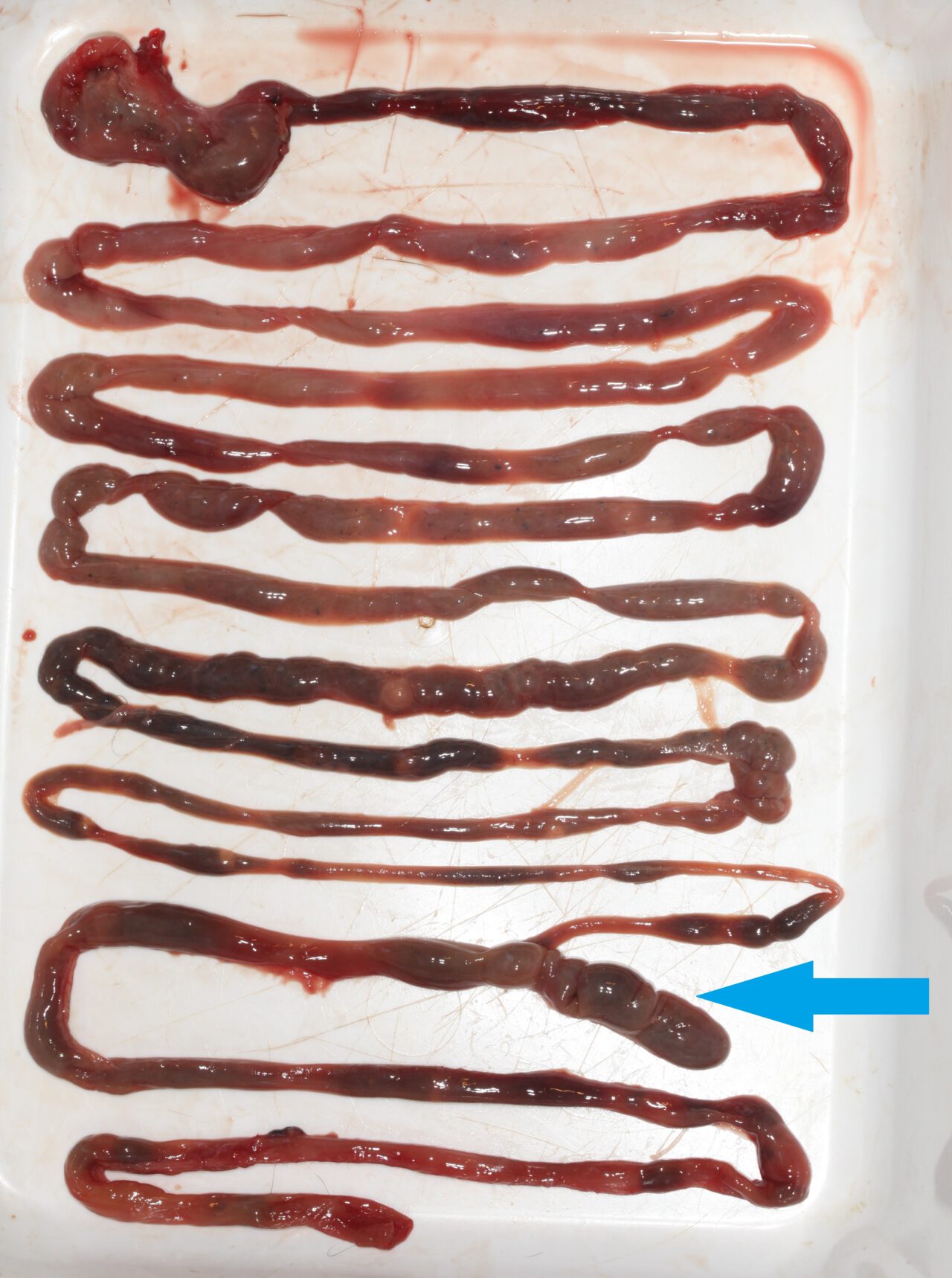 Red squirrel - Zoological Museum Netherlands