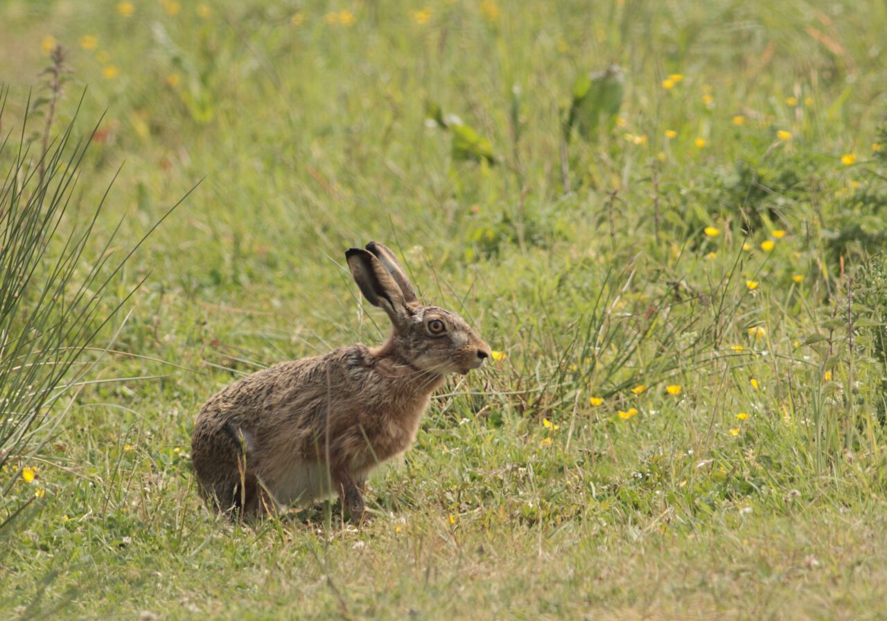 European hare - Zoological Museum Netherlands