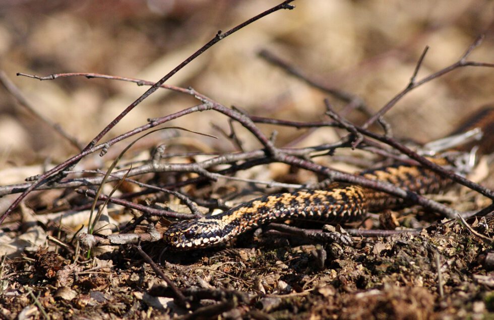European adder - Zoological Museum Netherlands
