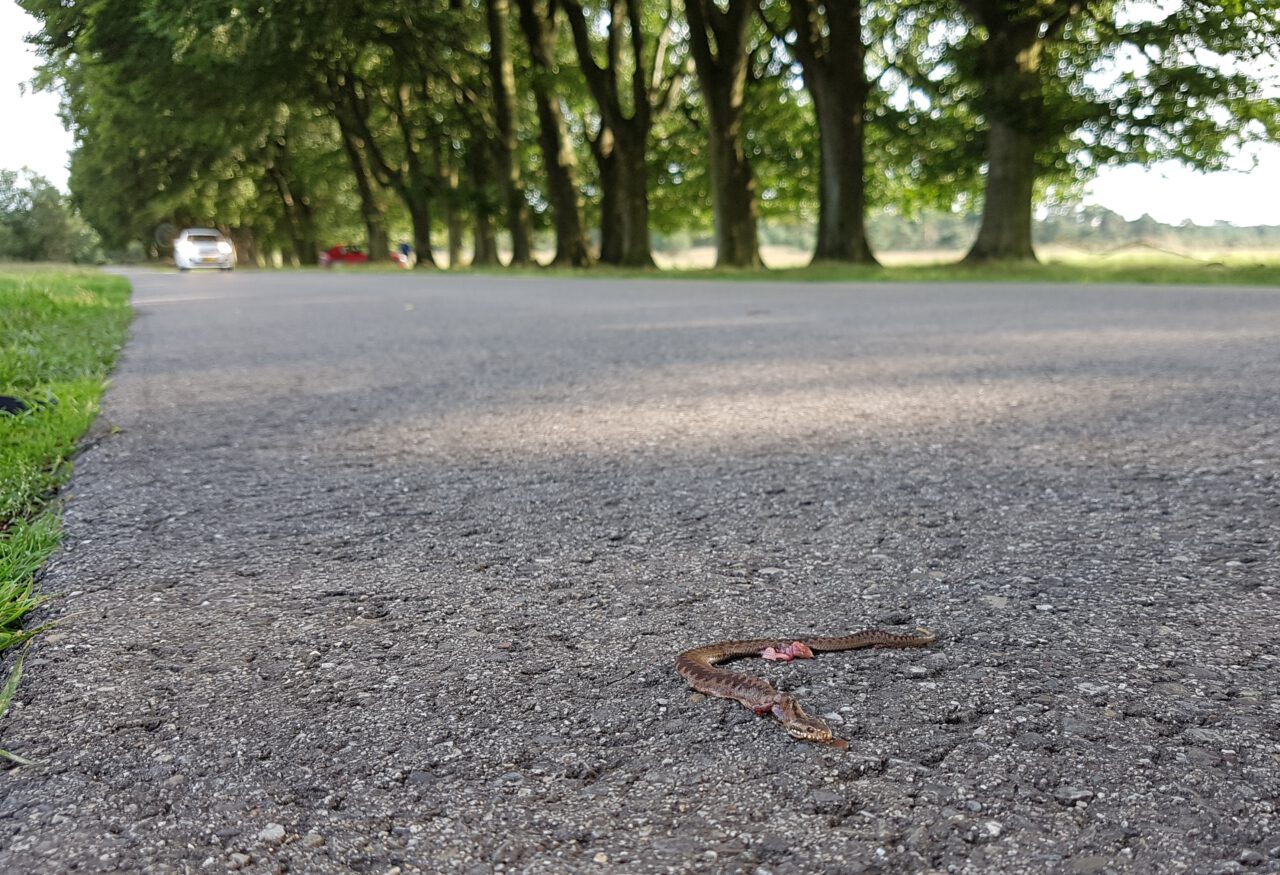 European adder - Zoological Museum Netherlands