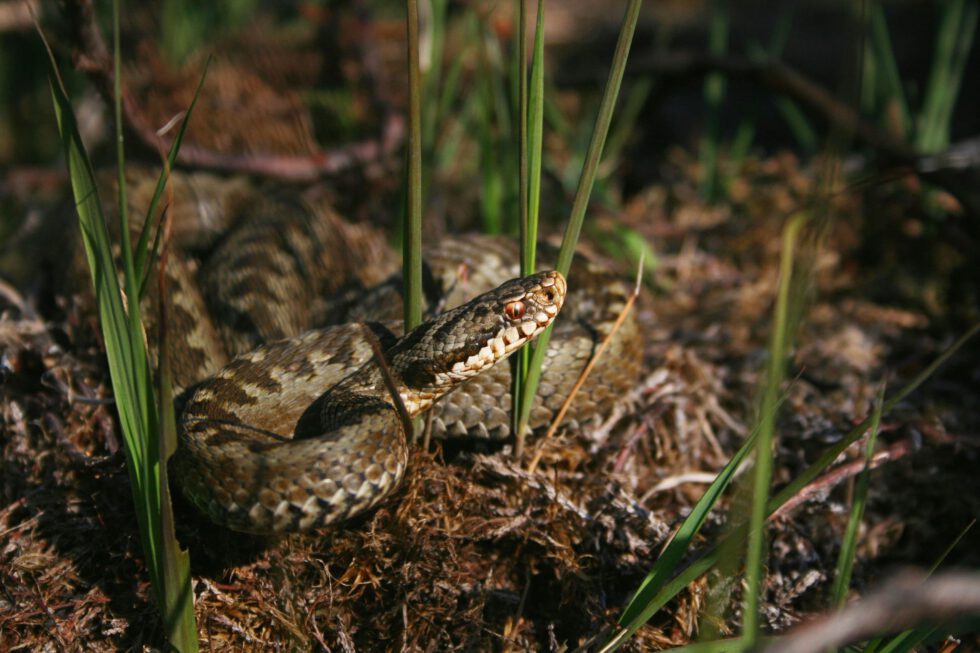 European adder - Zoological Museum Netherlands