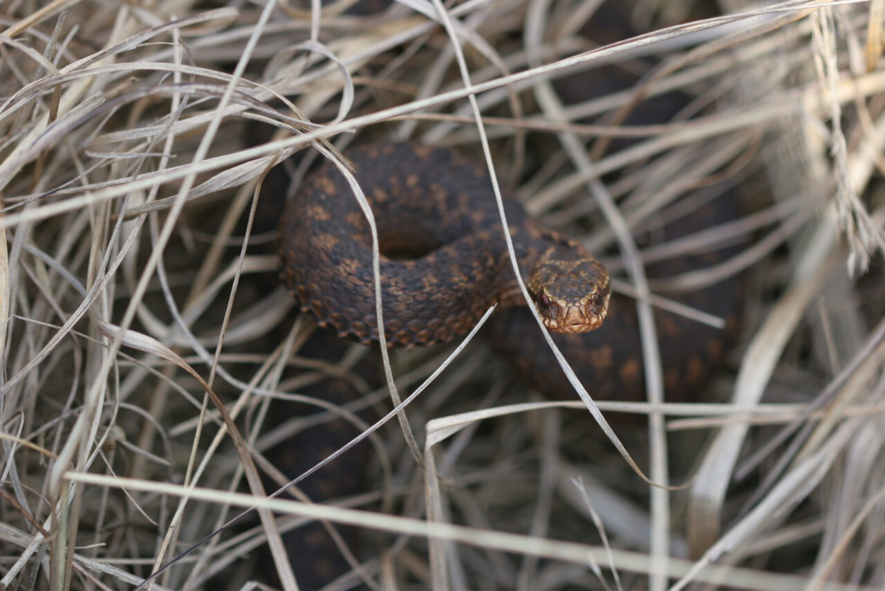 European adder - Zoological Museum Netherlands