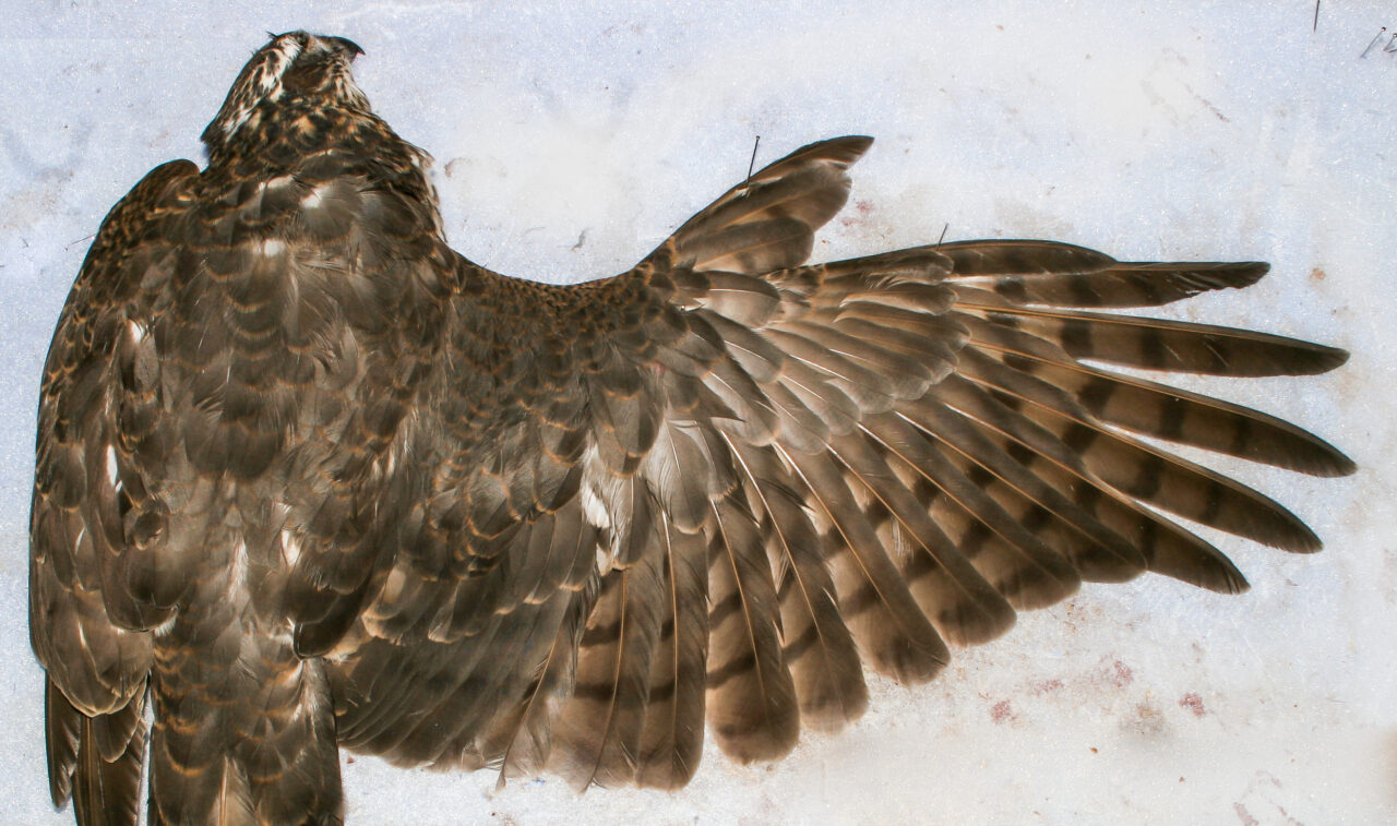 Eurasian sparrowhawk - Zoological Museum Netherlands