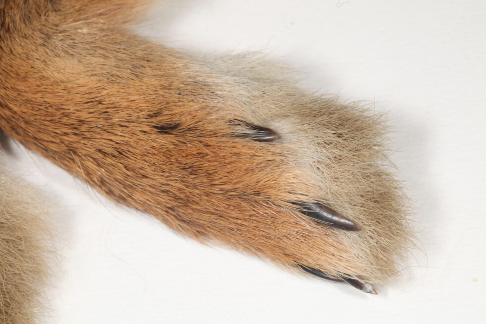 European hare - Zoological Museum Netherlands