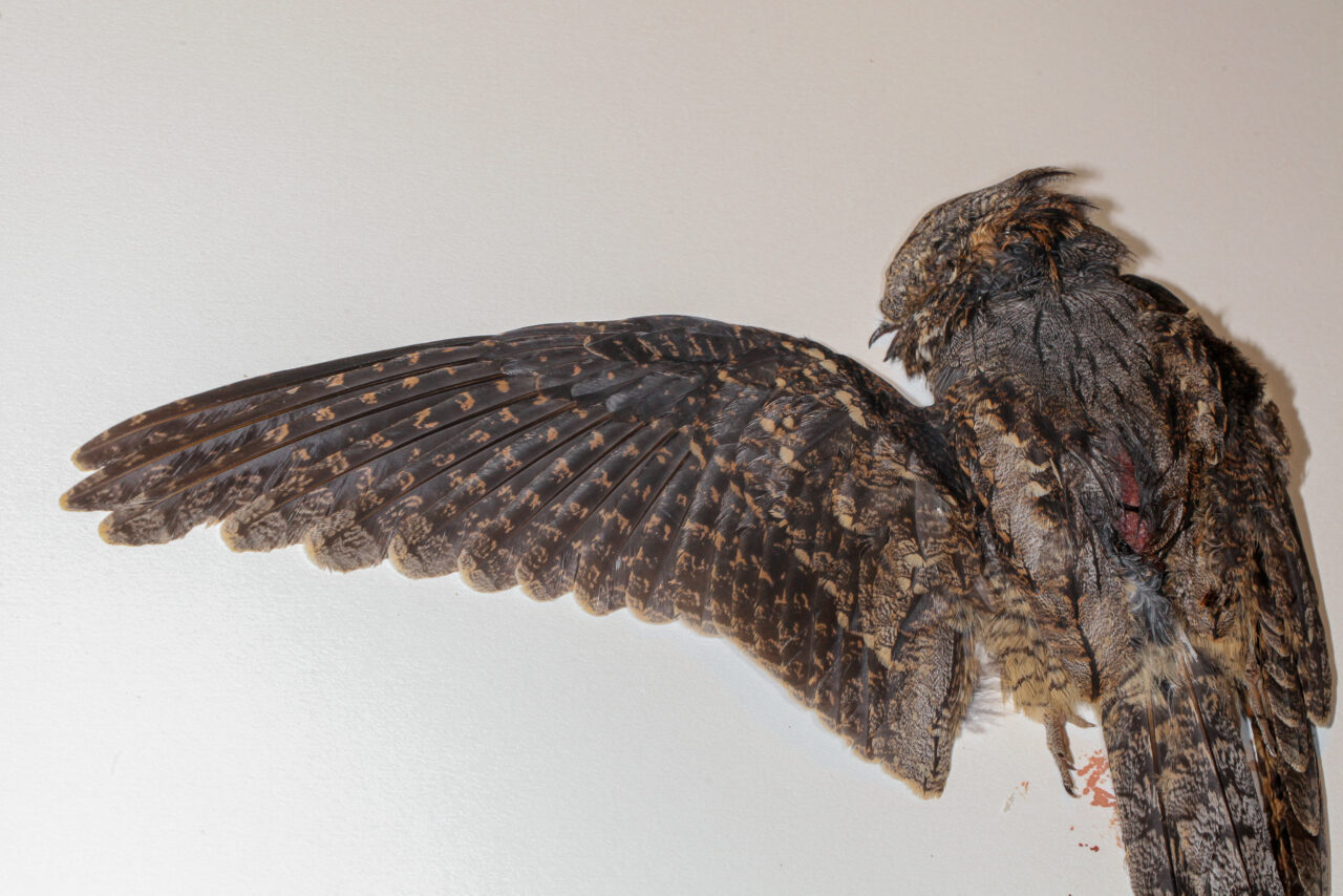 Eurasian nightjar - Zoological Museum Netherlands
