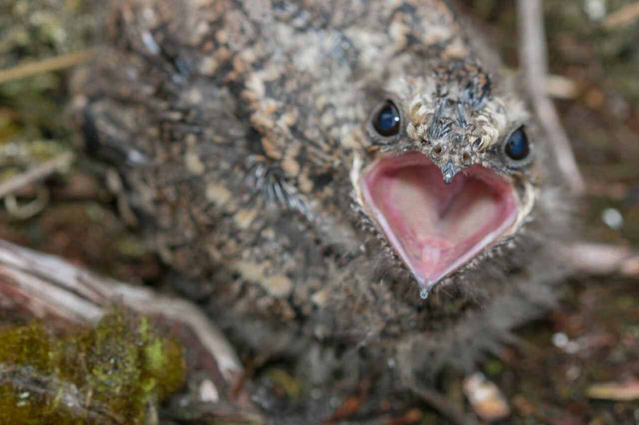 Eurasian nightjar - Zoological Museum Netherlands
