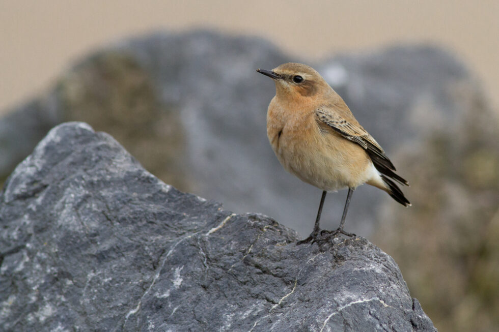 Northern wheatear - Zoological Museum Netherlands