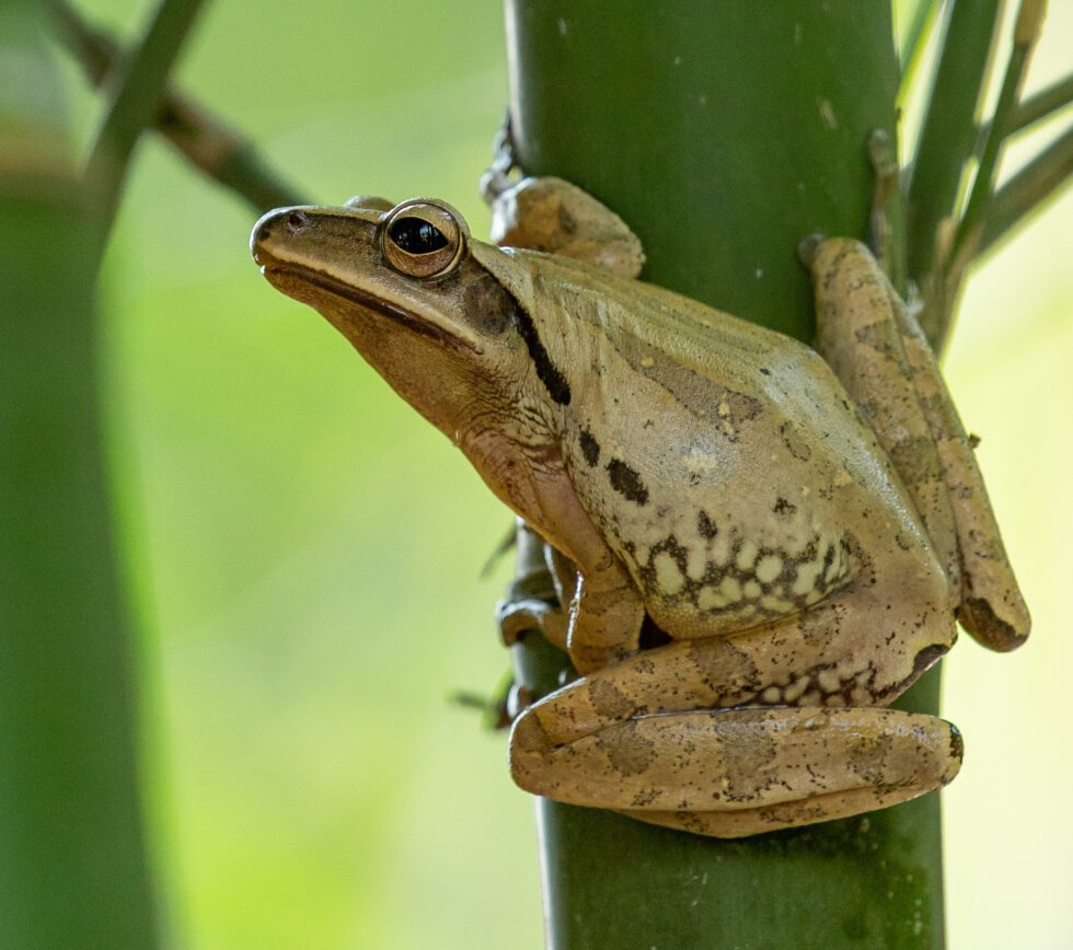 Common Frog - Zoological Museum Netherlands
