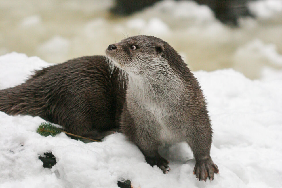 Eurasian otter - Zoological Museum Netherlands