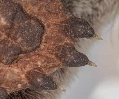 Eurasian otter - Zoological Museum Netherlands