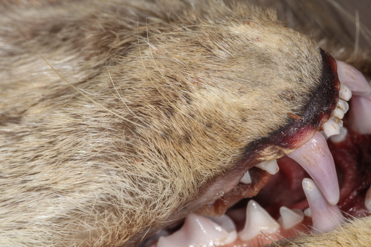 Eurasian otter - Zoological Museum Netherlands