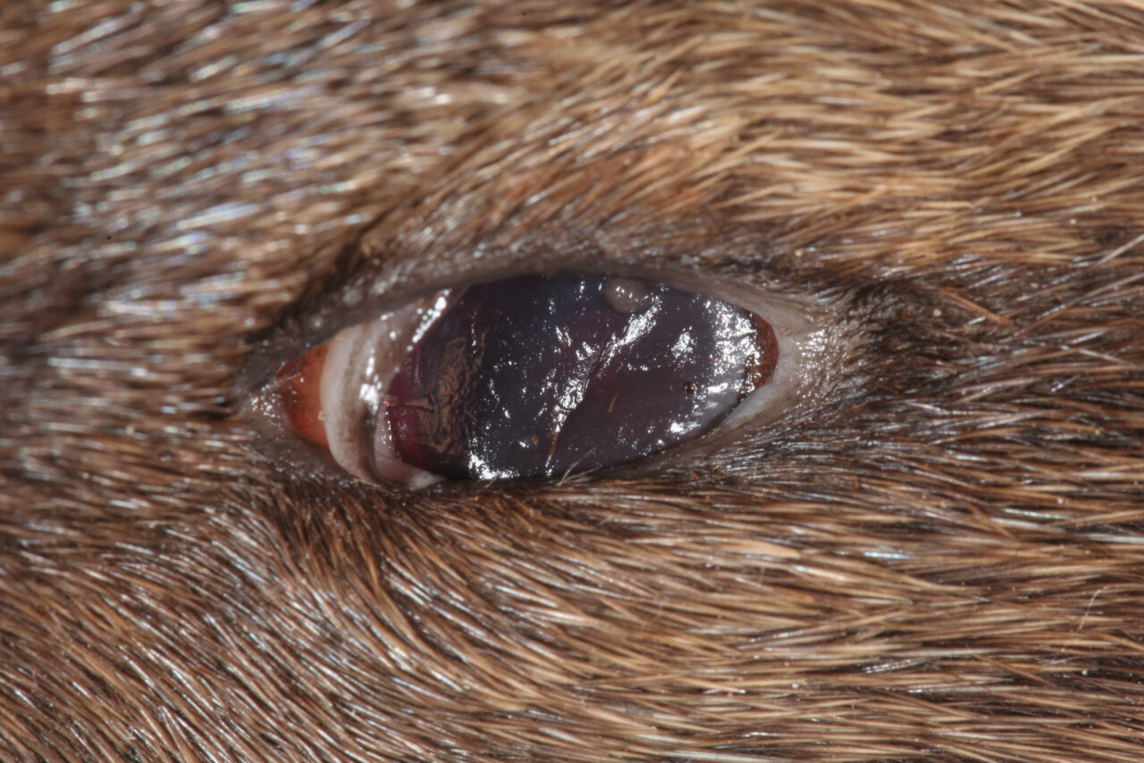 Eurasian otter - Zoological Museum Netherlands