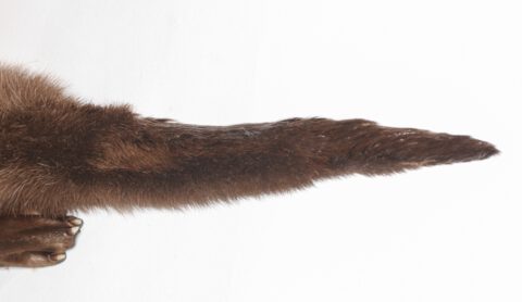 Eurasian otter - Zoological Museum Netherlands