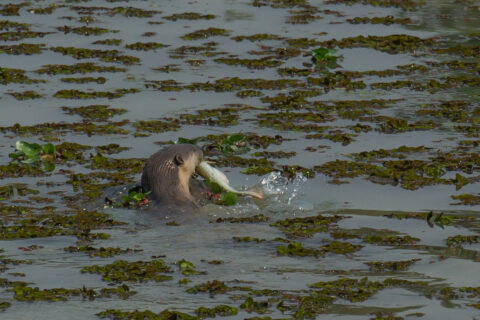 Eurasian otter - Zoological Museum Netherlands