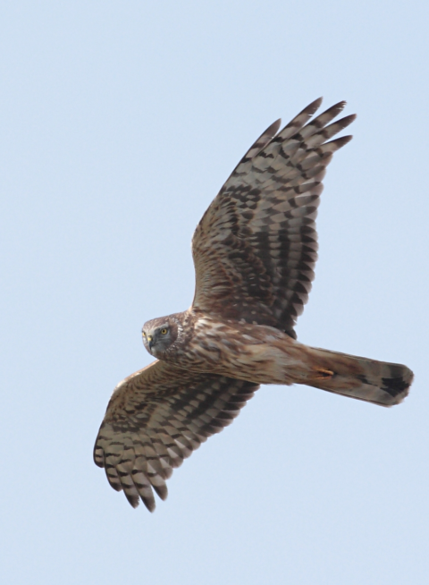 Europese Uilenspecial - Zoological Museum Netherlands