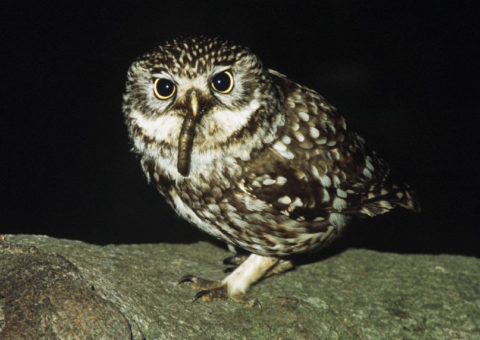 Europese Uilenspecial - Zoological Museum Netherlands