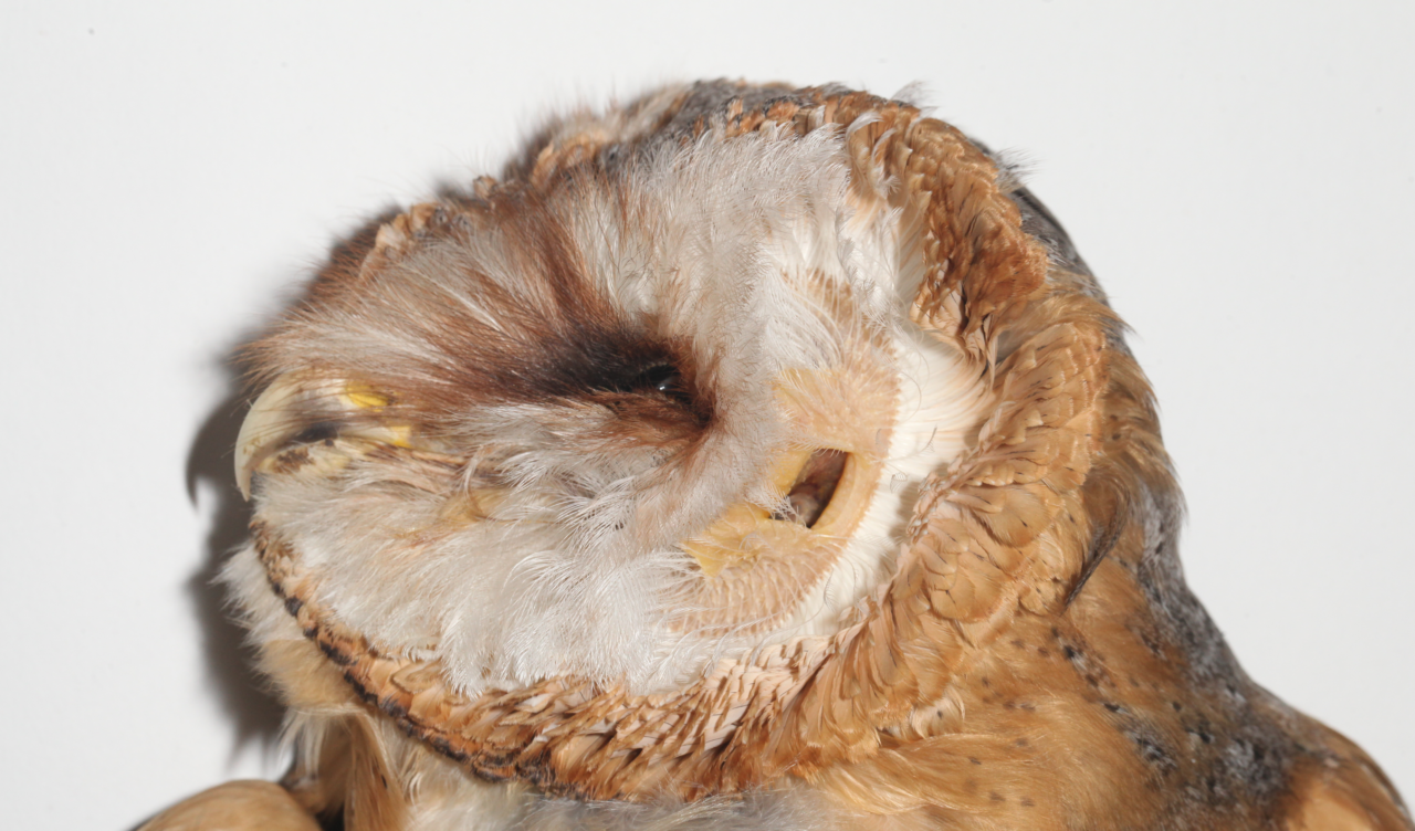 European Owl Special - Zoological Museum Netherlands