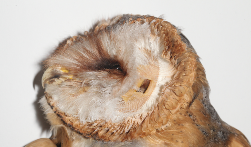 European Owl Special - Zoological Museum Netherlands