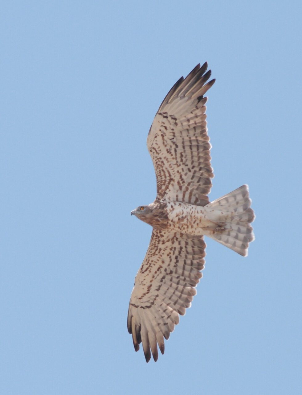 Europese Uilenspecial - Zoological Museum Netherlands