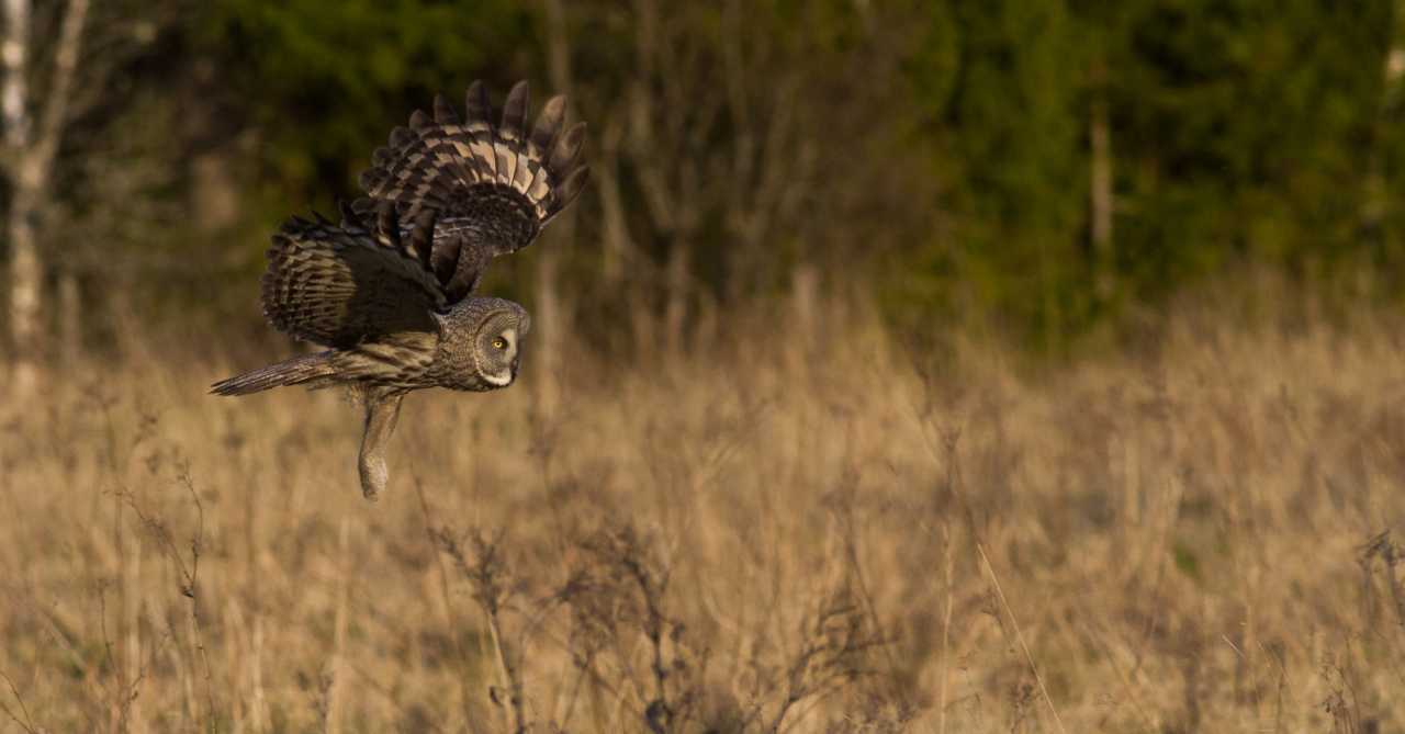 Europese Uilenspecial - Zoological Museum Netherlands