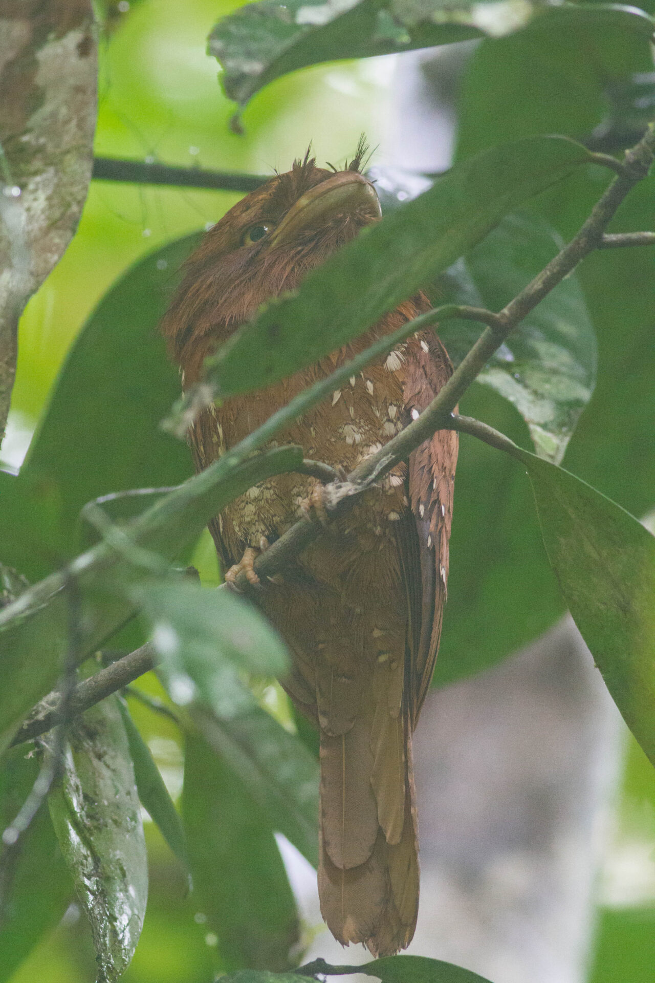 Europese Uilenspecial - Zoological Museum Netherlands