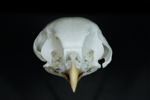 European Owl Special - Zoological Museum Netherlands