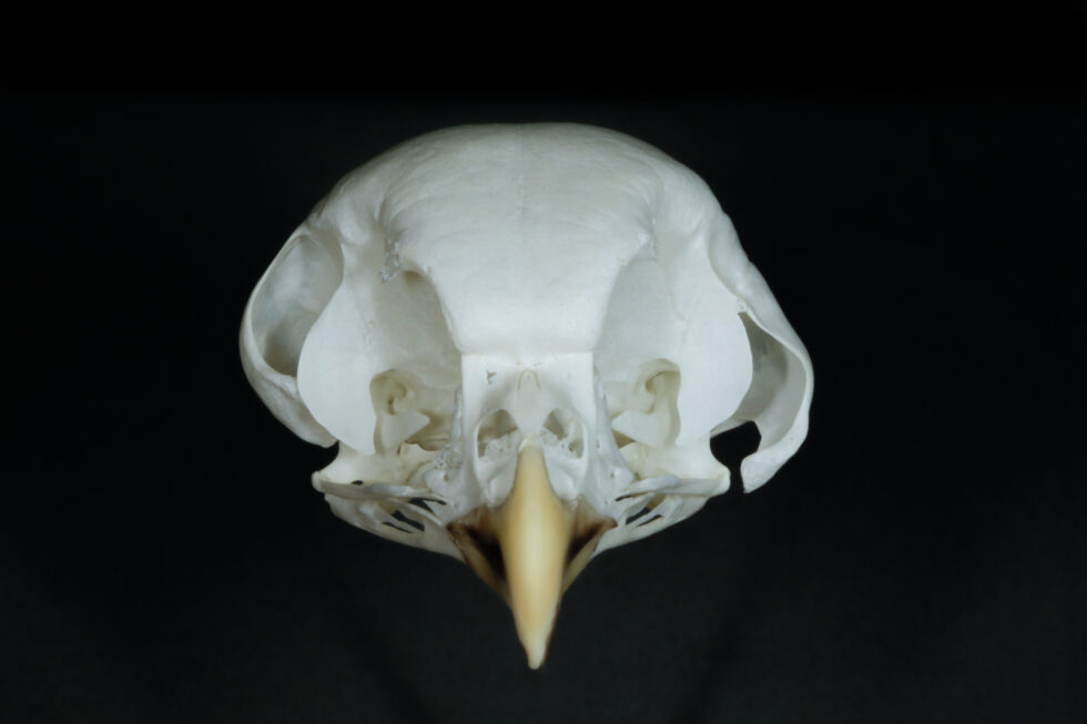 Europese Uilenspecial - Zoological Museum Netherlands