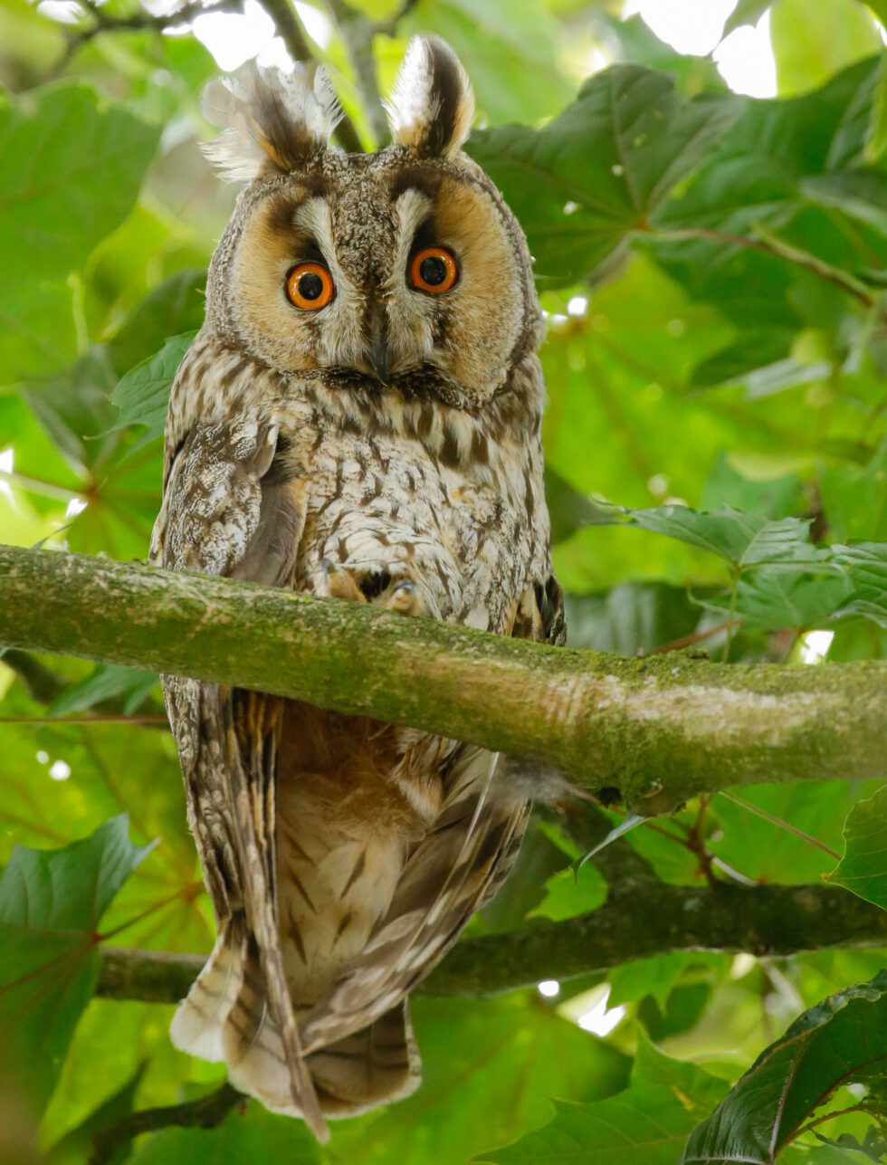 Europese Uilenspecial - Zoological Museum Netherlands