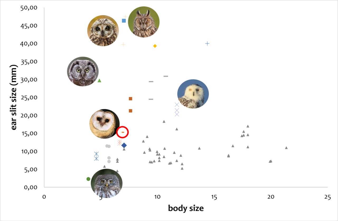 European Owl Special - Zoological Museum Netherlands