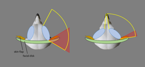 European Owl Special - Zoological Museum Netherlands