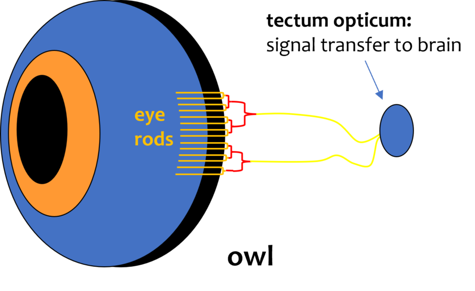 European Owl Special - Zoological Museum Netherlands