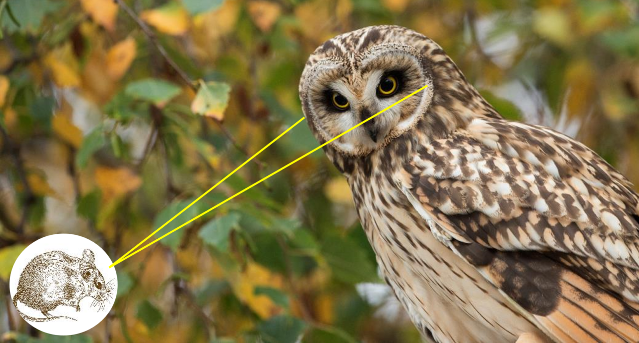 European Owl Special - Zoological Museum Netherlands