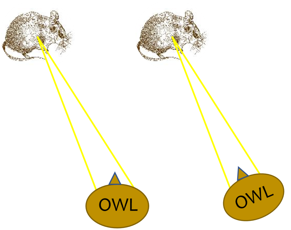 European Owl Special - Zoological Museum Netherlands