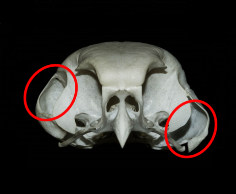 European Owl Special - Zoological Museum Netherlands