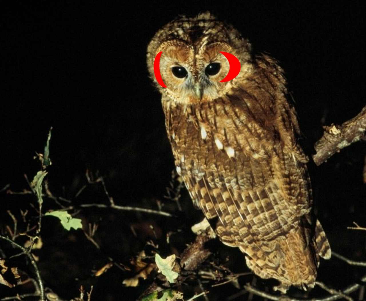 European Owl Special - Zoological Museum Netherlands