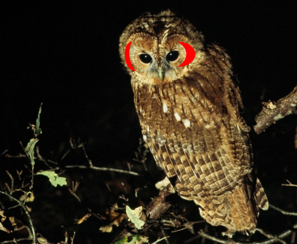 European Owl Special - Zoological Museum Netherlands