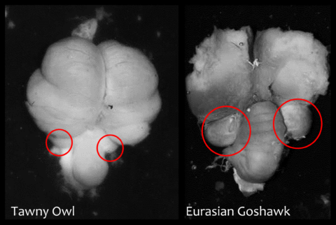 European Owl Special - Zoological Museum Netherlands