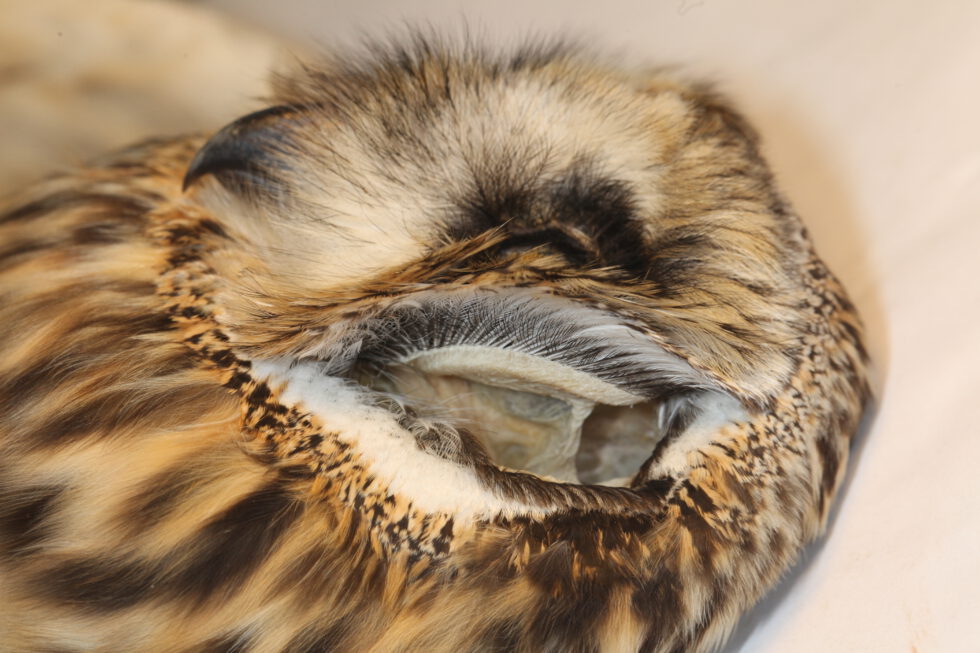 Europese Uilenspecial - Zoological Museum Netherlands