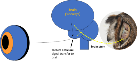 European Owl Special - Zoological Museum Netherlands