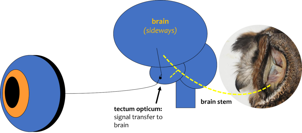 European Owl Special - Zoological Museum Netherlands
