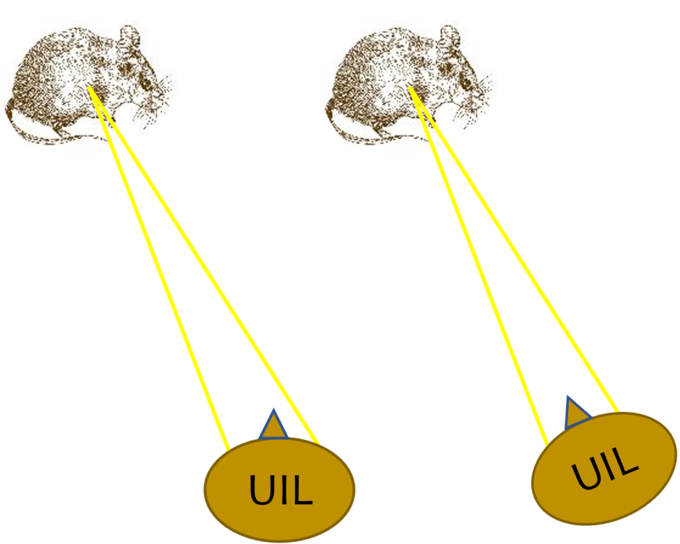 Europese Uilenspecial - Zoological Museum Netherlands