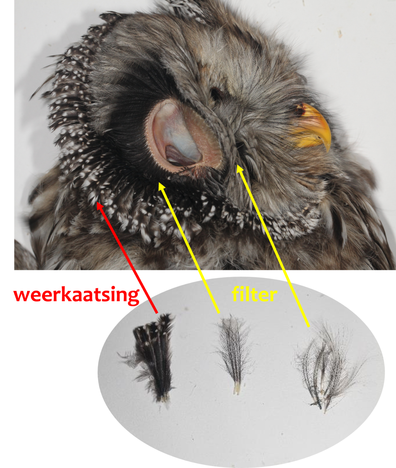 Europese Uilenspecial - Zoological Museum Netherlands