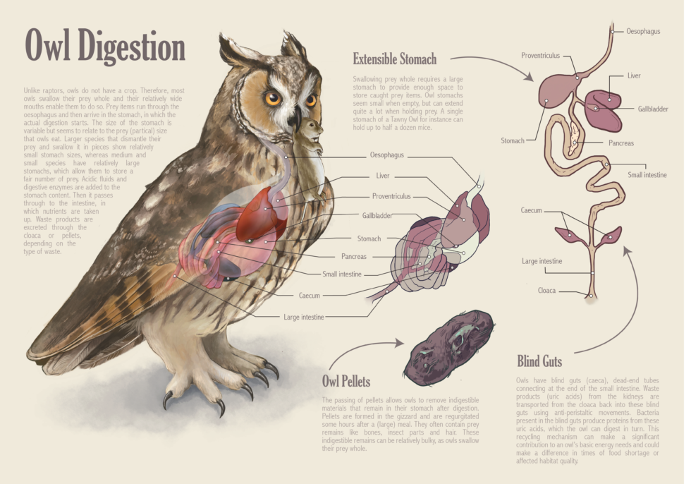 General Owl Morphology - Zoological Museum Netherlands